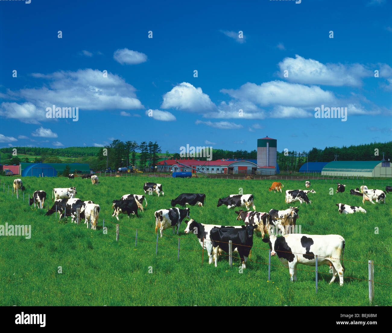 Cows on a farm, Hokkaido, Japan Stock Photo - Alamy