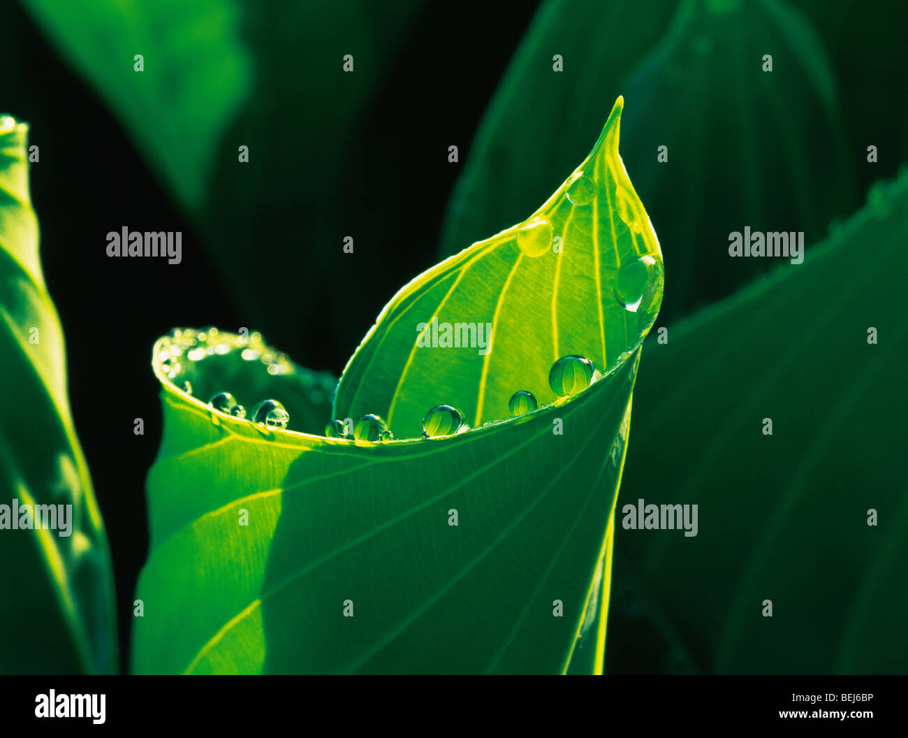 Curled leaf hi-res stock photography and images - Alamy