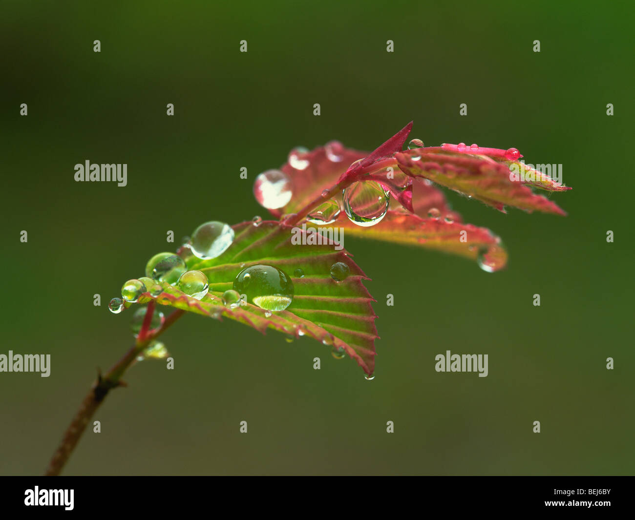 Buttercup winter hazel sprout covered in dew drops, Hokkaido, Japan ...