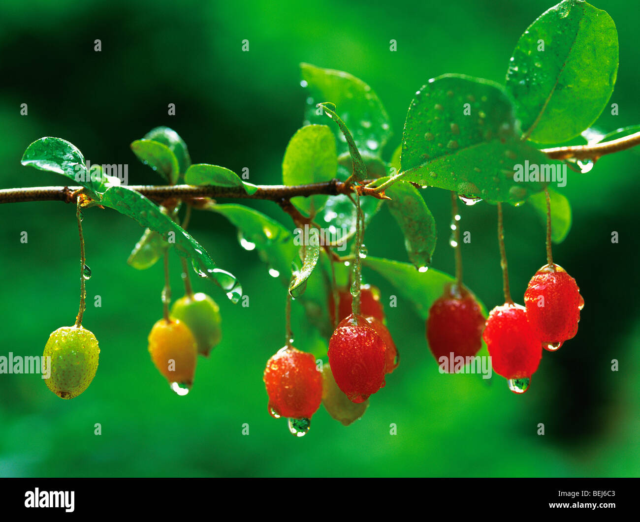 Oleaster fruit covered in dew, Yokohama, Kanagawa Prefecture, Japan ...