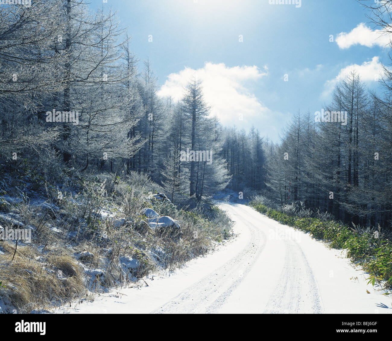 Snowy forest road Stock Photo - Alamy