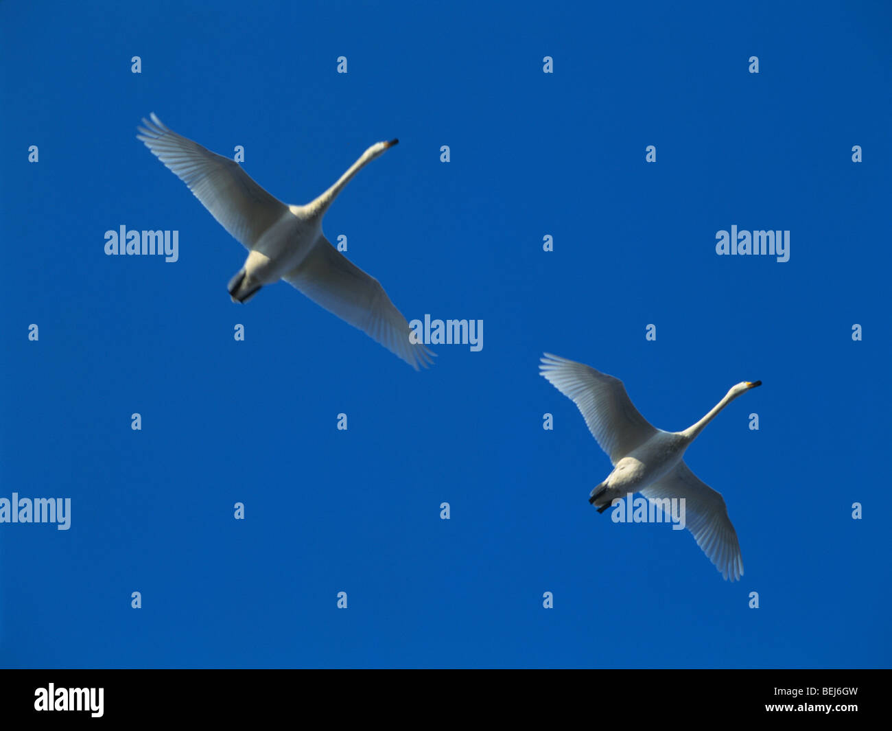 Swans flying through a clear blue sky Stock Photo - Alamy