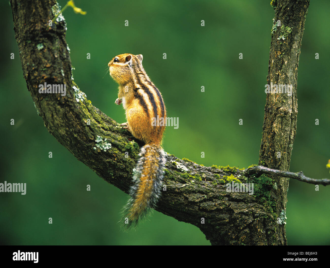 Chipmunk sitting in a tree, Biei-Machi, Hokkaido, Japan Stock Photo - Alamy