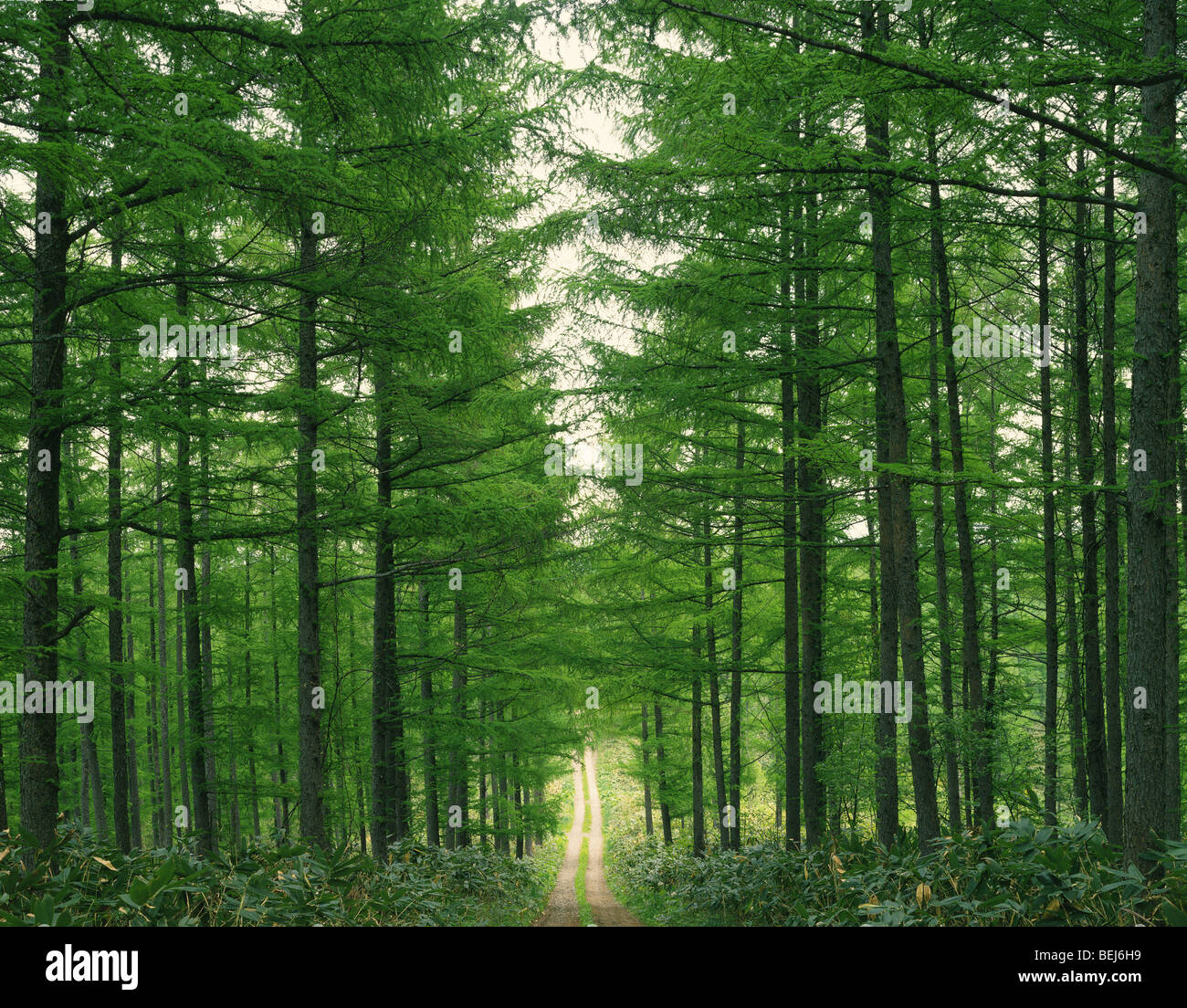 Path lined with Larch Trees, Hokkaido, Japan Stock Photo - Alamy