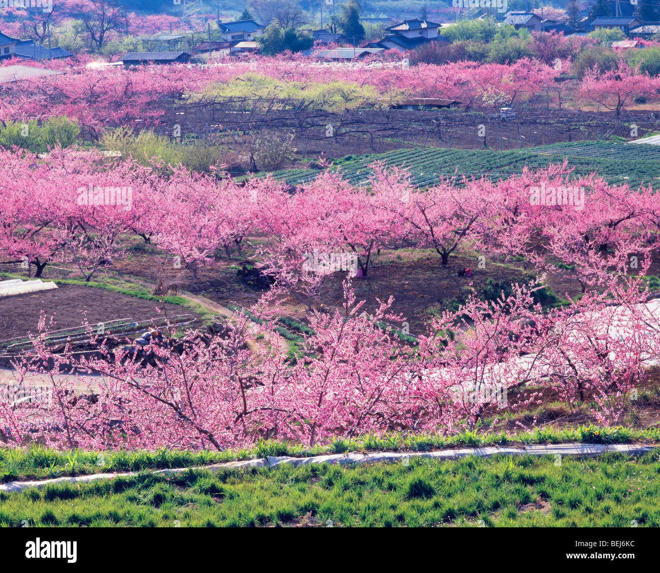 Blossoming peach trees in an orchard, Yamanashi Prefecture, Japan Stock ...