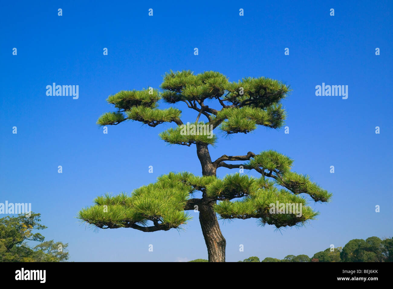 Pine tree and a clear blue sky Stock Photo - Alamy