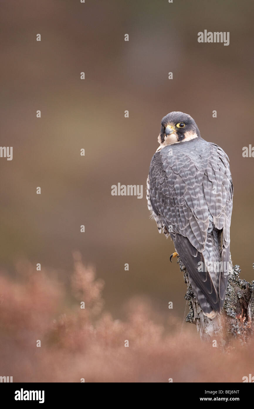 Peregrine Falcon perched on a tree stump in heather moorland (Falconer ...