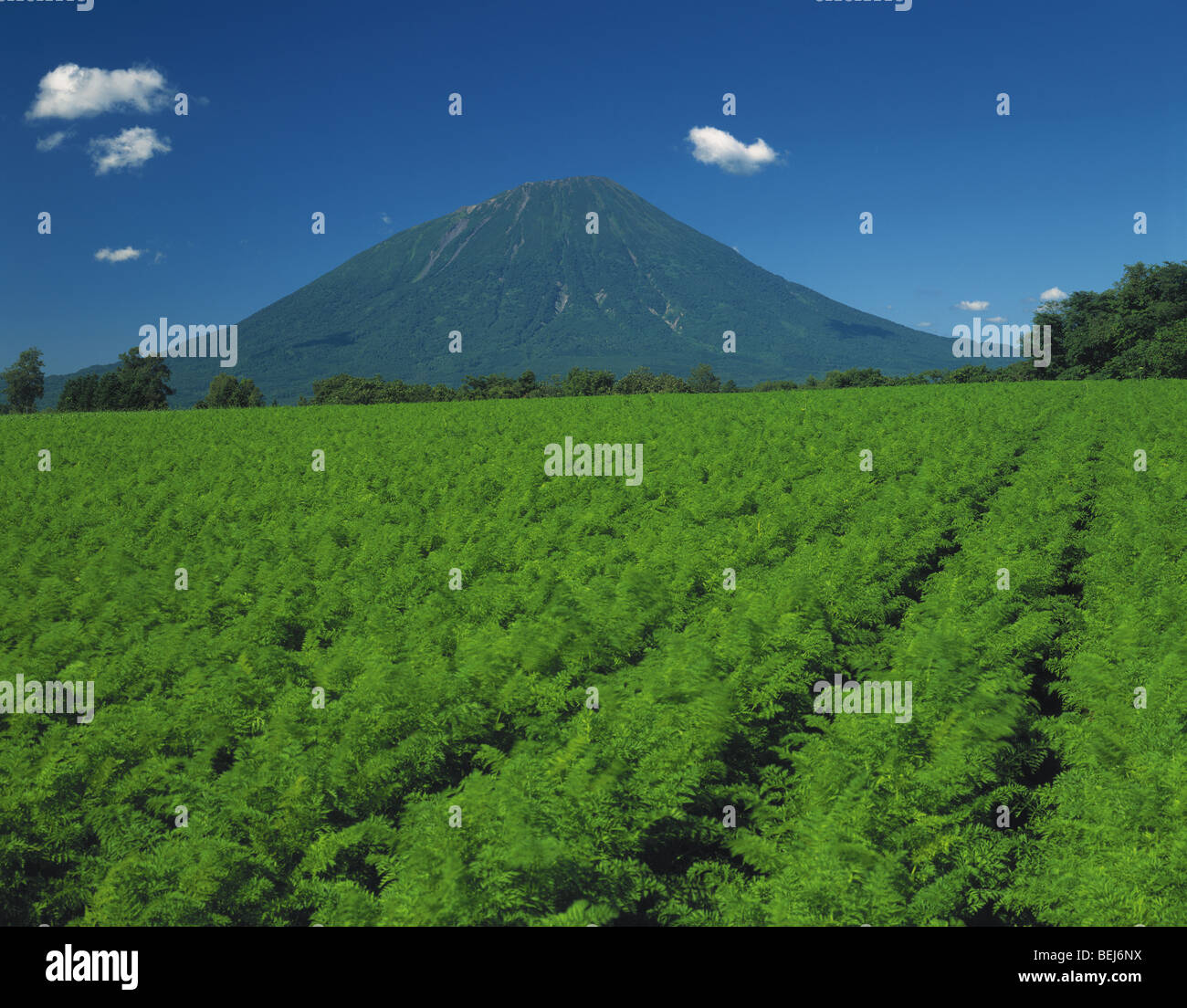 Crops growing in rows in front of mountain, Hokkaido, Japan Stock Photo ...