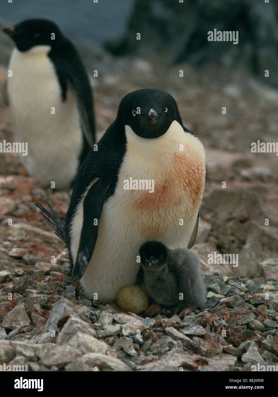 Protecting animal hi-res stock photography and images - Alamy