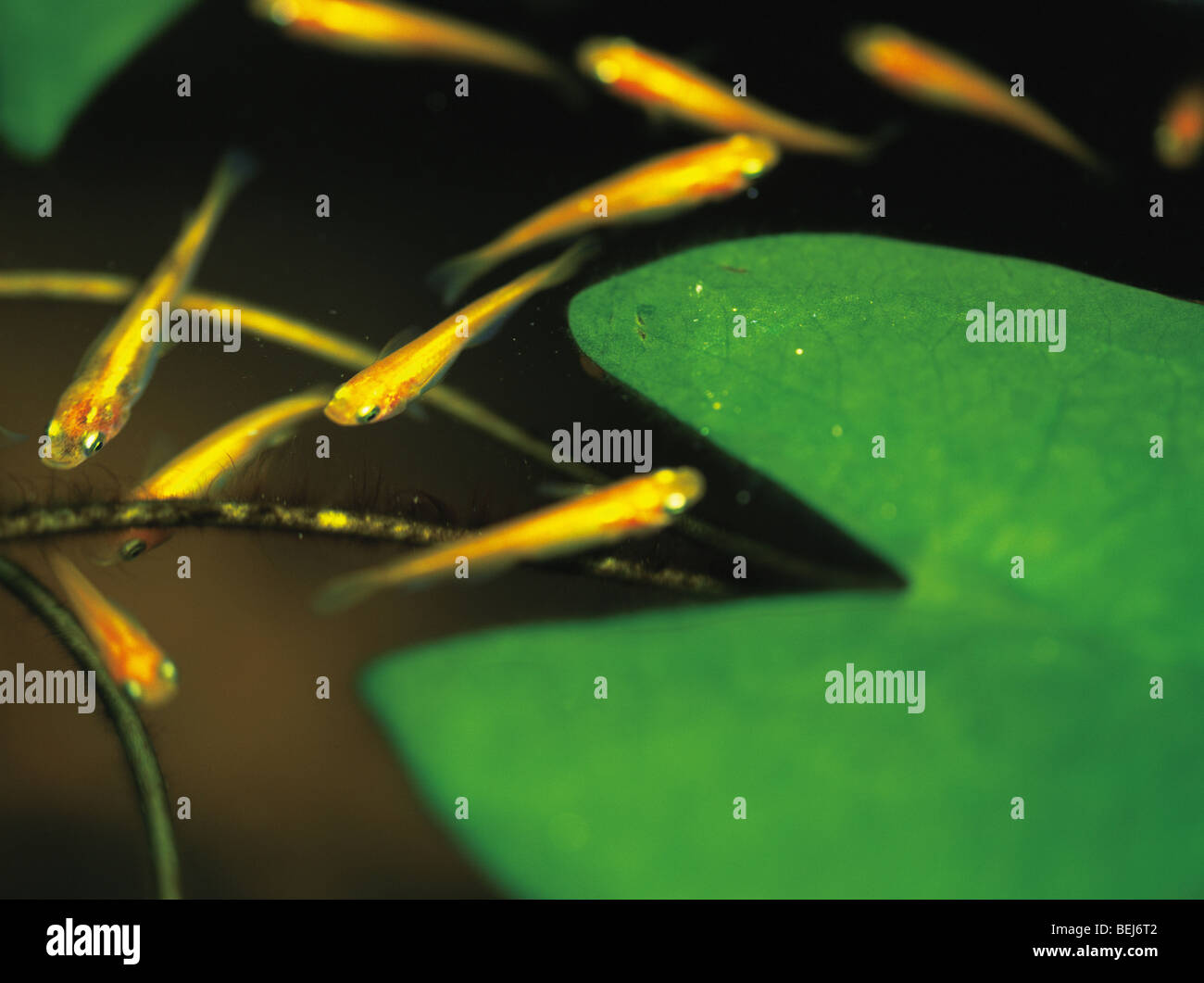 Killifish hi-res stock photography and images - Alamy