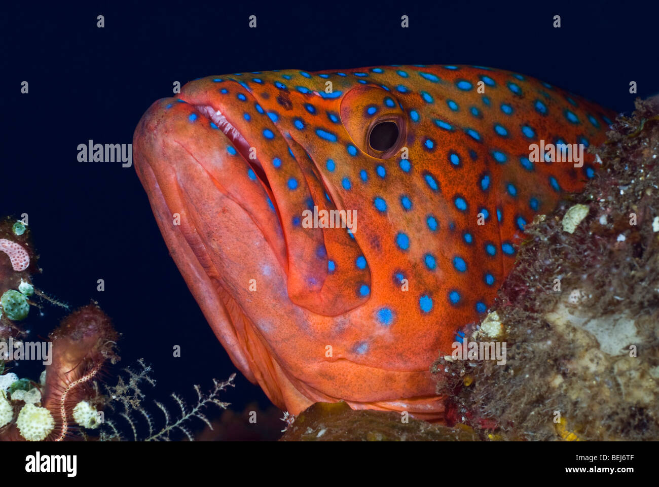 Coral trout hi-res stock photography and images - Alamy