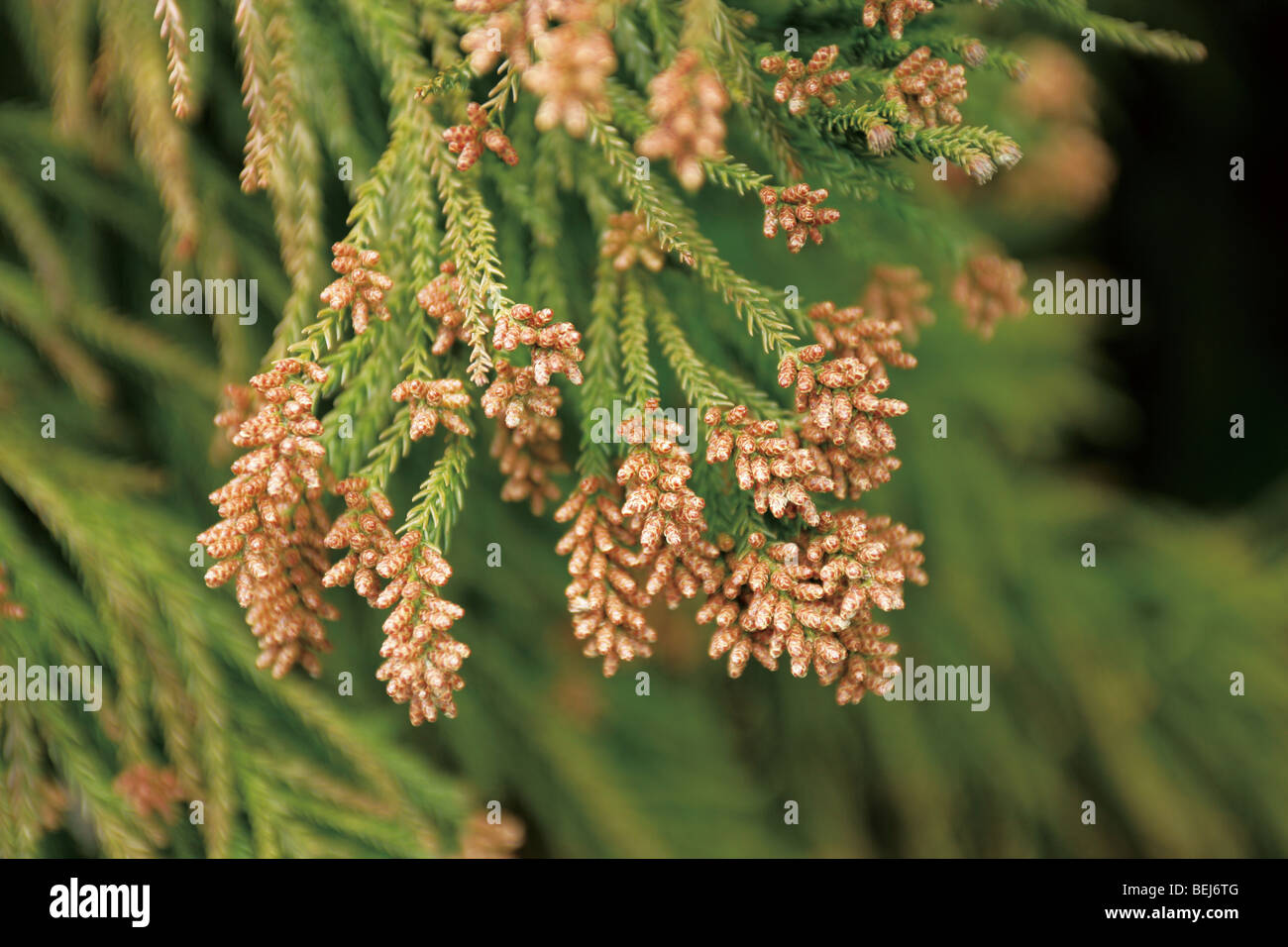Cedar tree pollen hi-res stock photography and images - Alamy