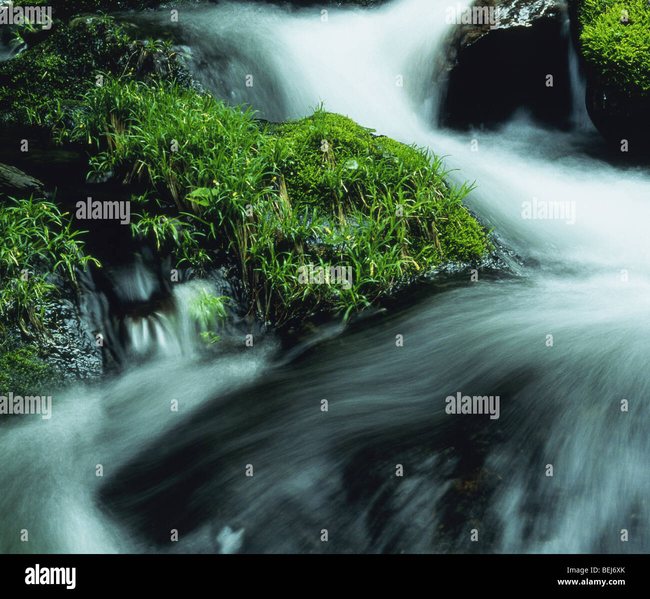 Stream water in nature close hi-res stock photography and images - Alamy