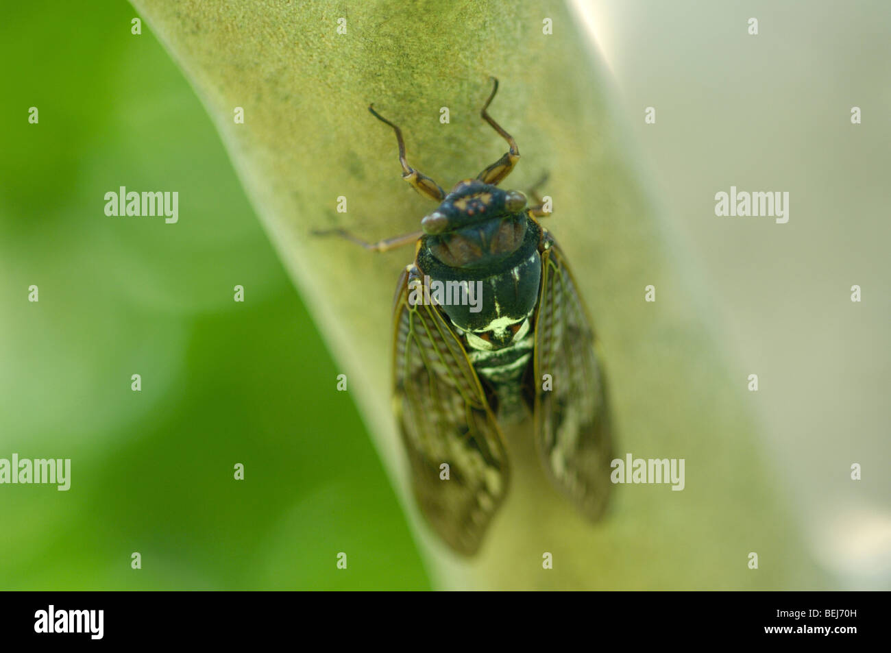 Large brown cicada on a branch, Tokyo, Japan Stock Photo - Alamy