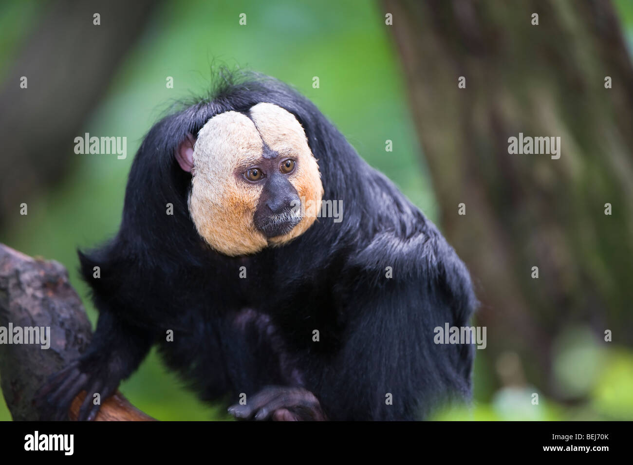 Family pitheciidae hi-res stock photography and images - Alamy