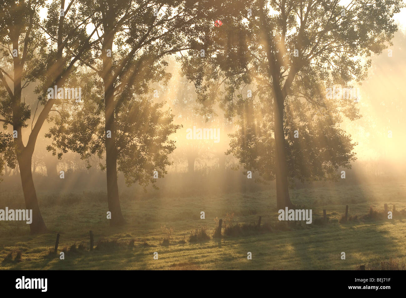 Populus sp hi-res stock photography and images - Alamy