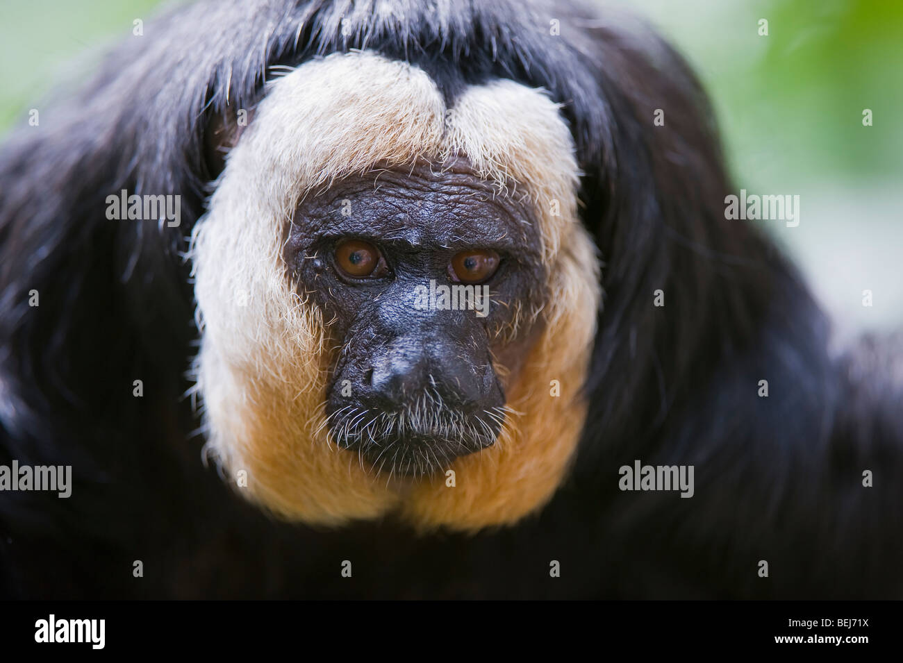 White-faced Saki also known as the Guianan Saki or Golden-faced Saki ...