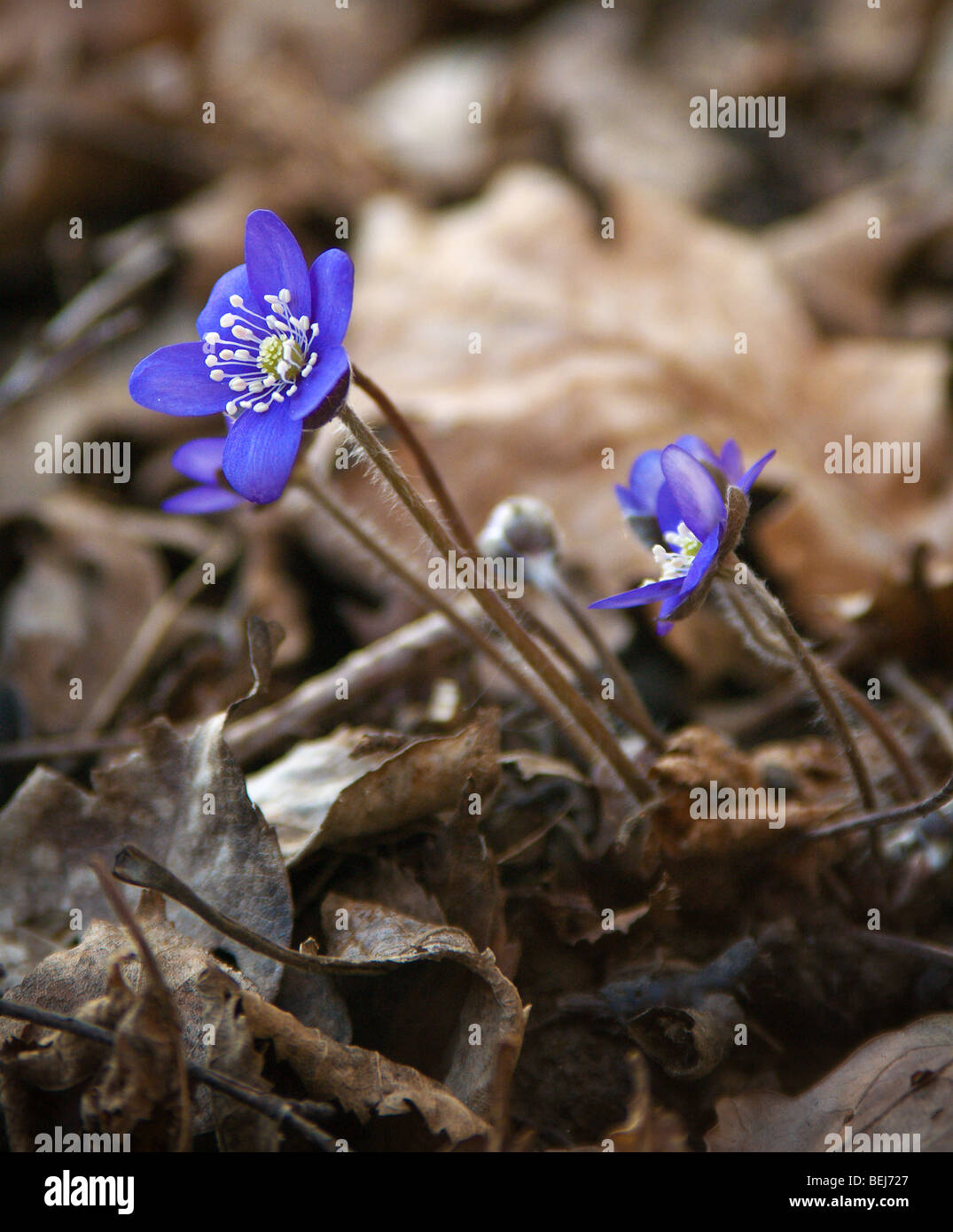 Anemone hepatica hi-res stock photography and images - Alamy