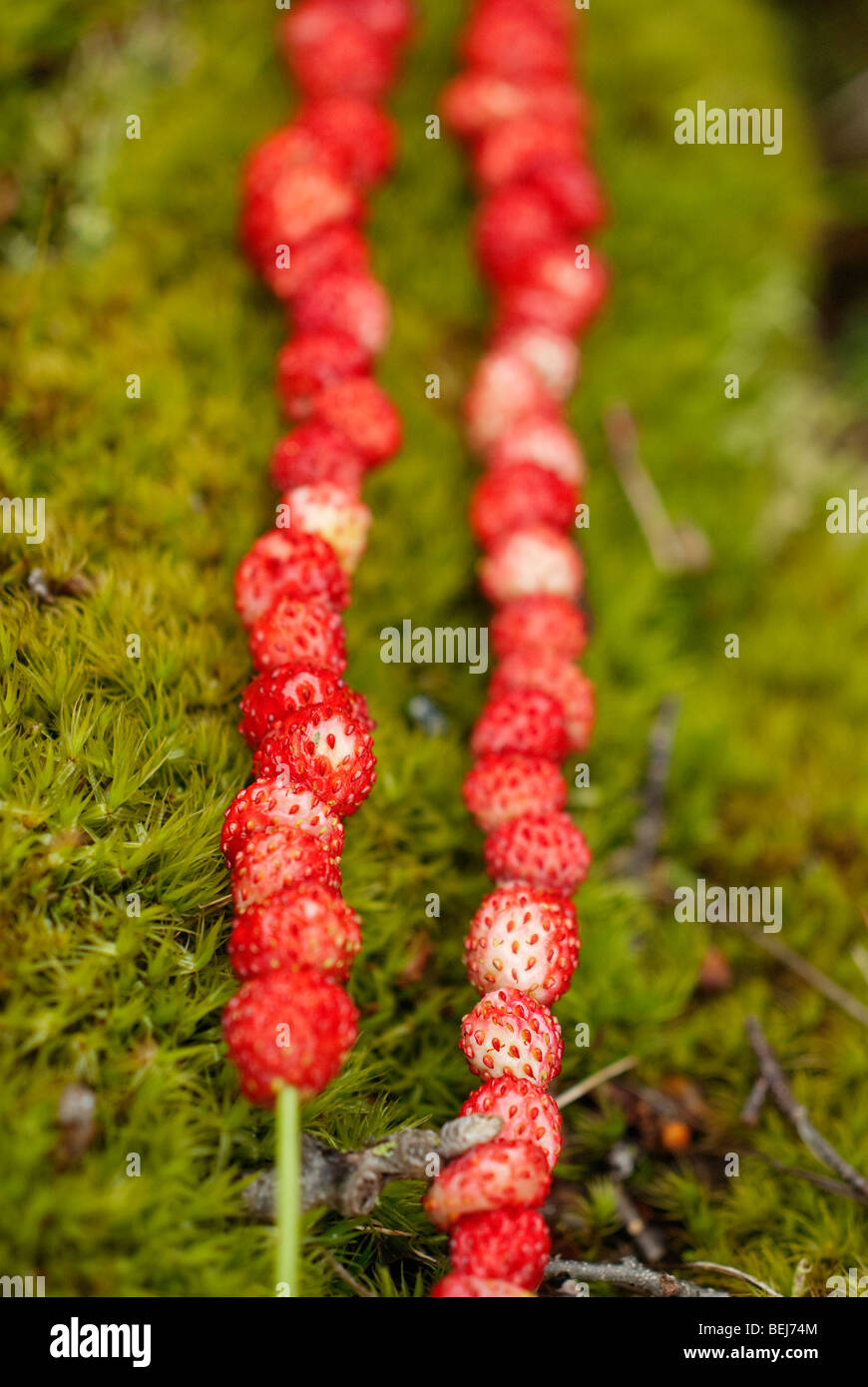 Wild strawberries hi-res stock photography and images - Alamy