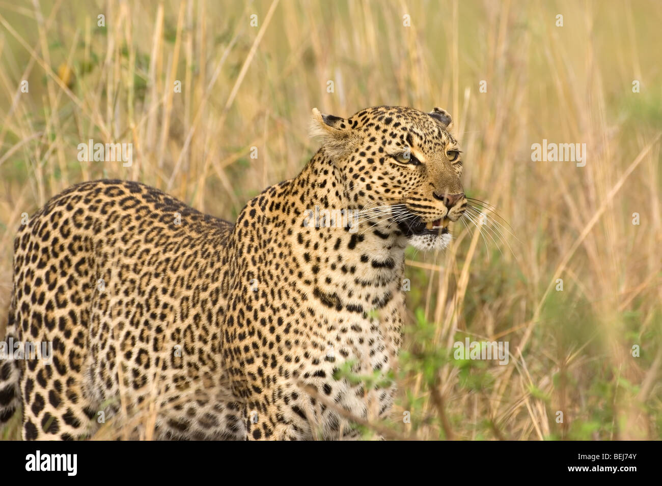 Leopard, Panthera pardus, Kenya Stock Photo - Alamy