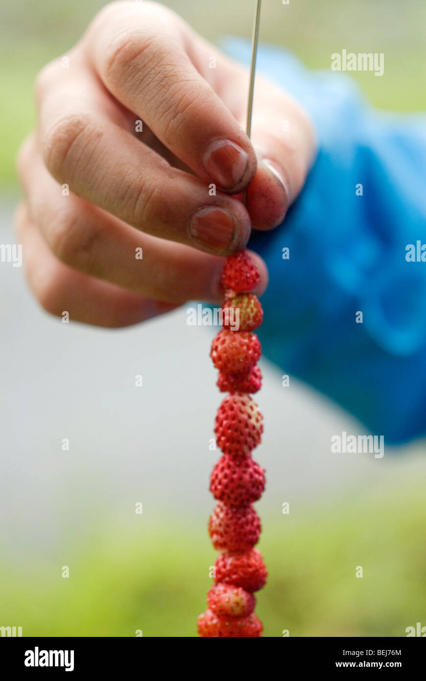 Wild strawberries on a straw Stock Photo - Alamy