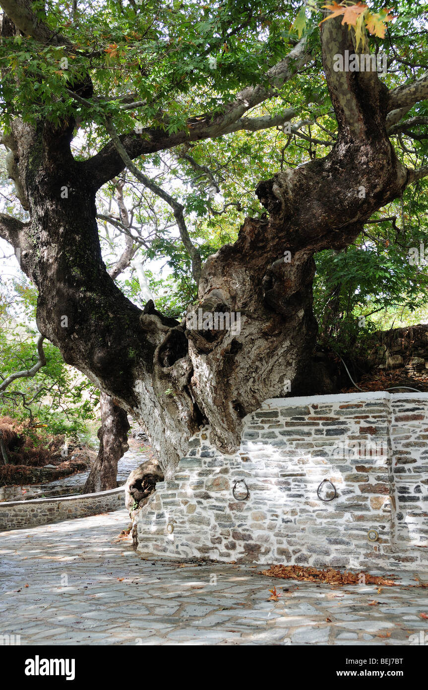 1000 year old tree hi-res stock photography and images - Alamy