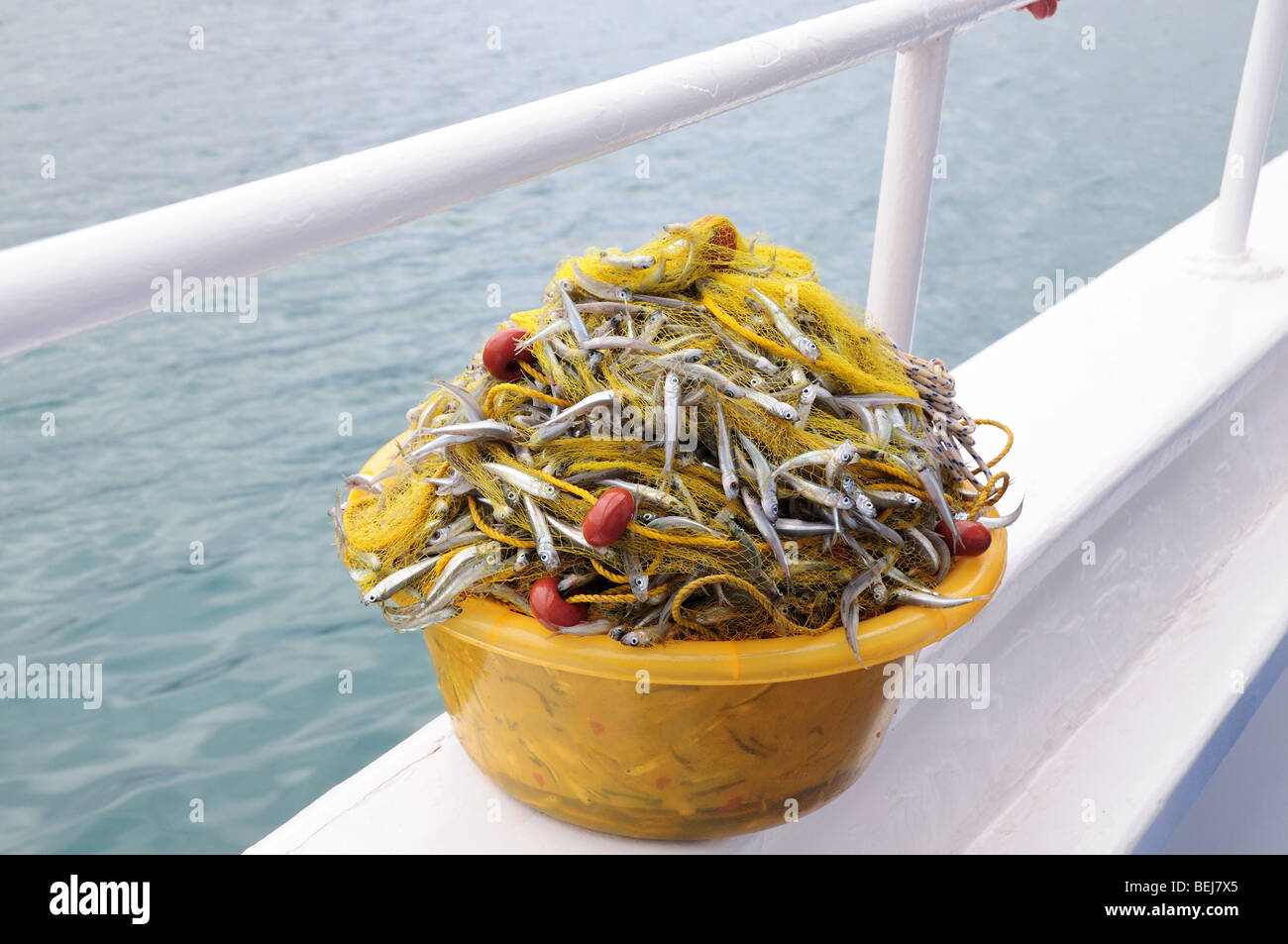 Whitebait island hi-res stock photography and images - Alamy