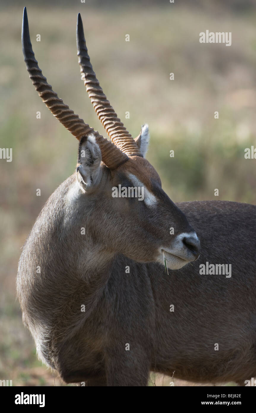 Male Common Waterbuck, Kobus ellipsiprymnus, Kenya Stock Photo - Alamy