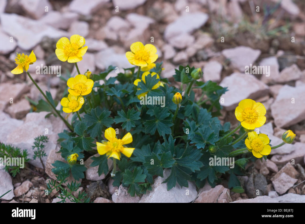 Mountain buttercup ranunculus montanus hi-res stock photography and ...