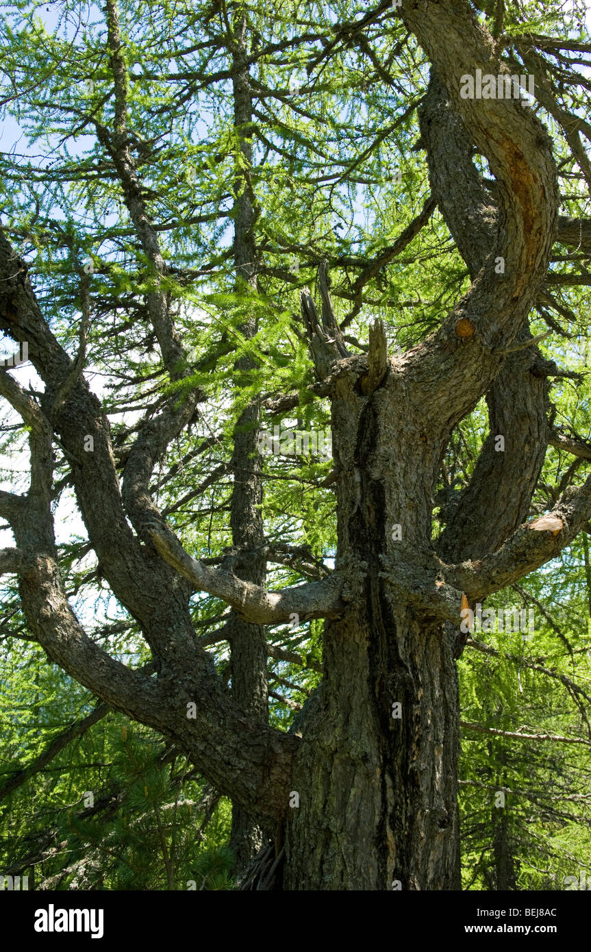 Old age larch tree, Lucomagno, Switzerland, Europe Stock Photo - Alamy