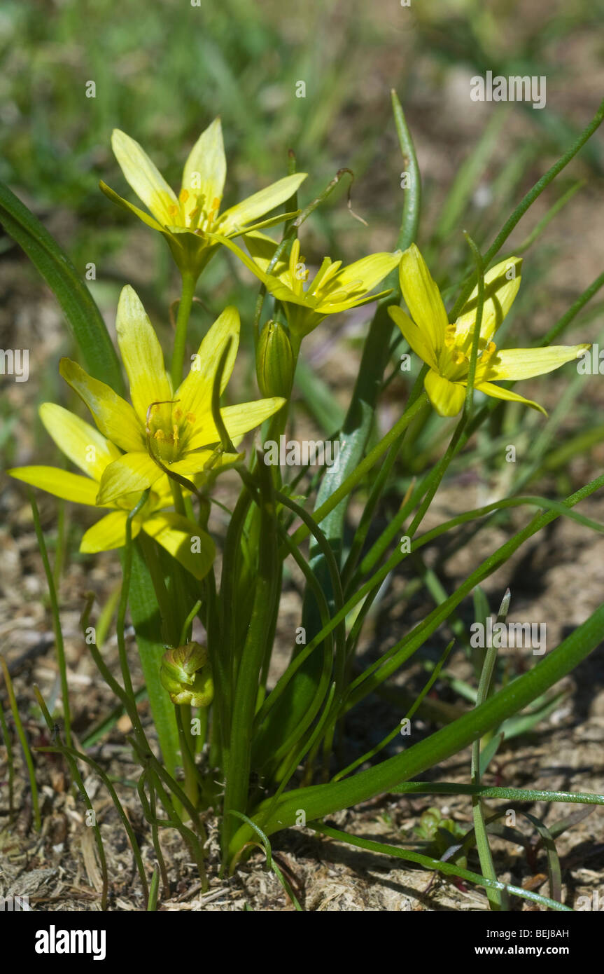 Gagea fragifera hi-res stock photography and images - Alamy