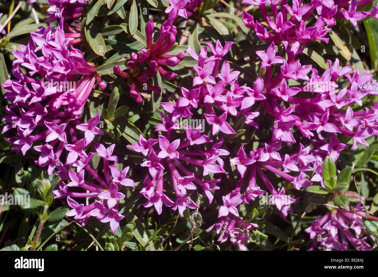 Daphne striata flowers, Lucomagno, Switzerland, Europe Stock Photo - Alamy