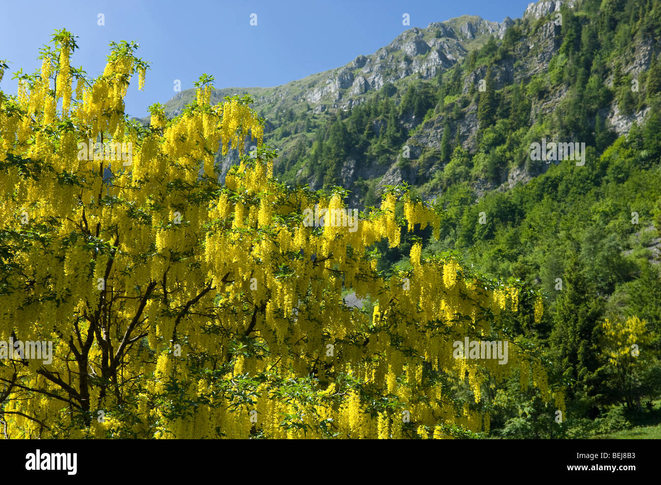 Laburnum laburnum alpinum hi-res stock photography and images - Alamy