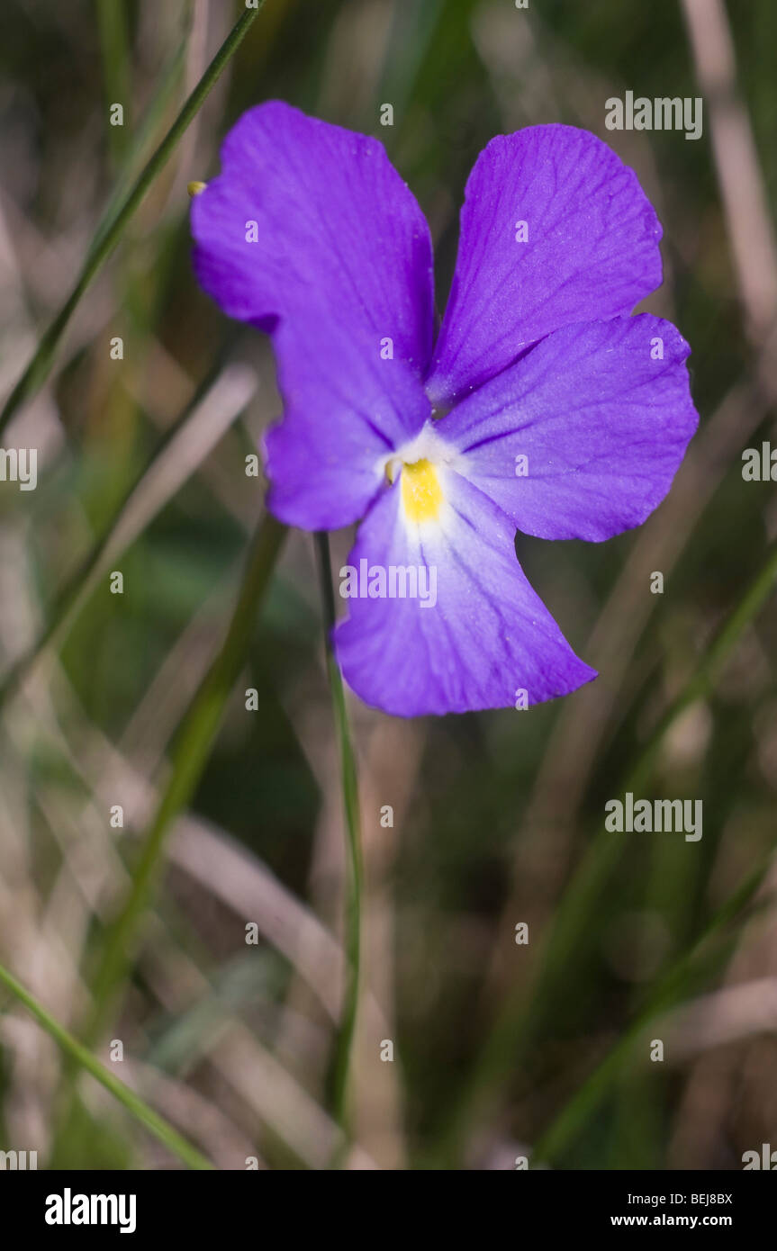 Viola culminis flower hi-res stock photography and images - Alamy