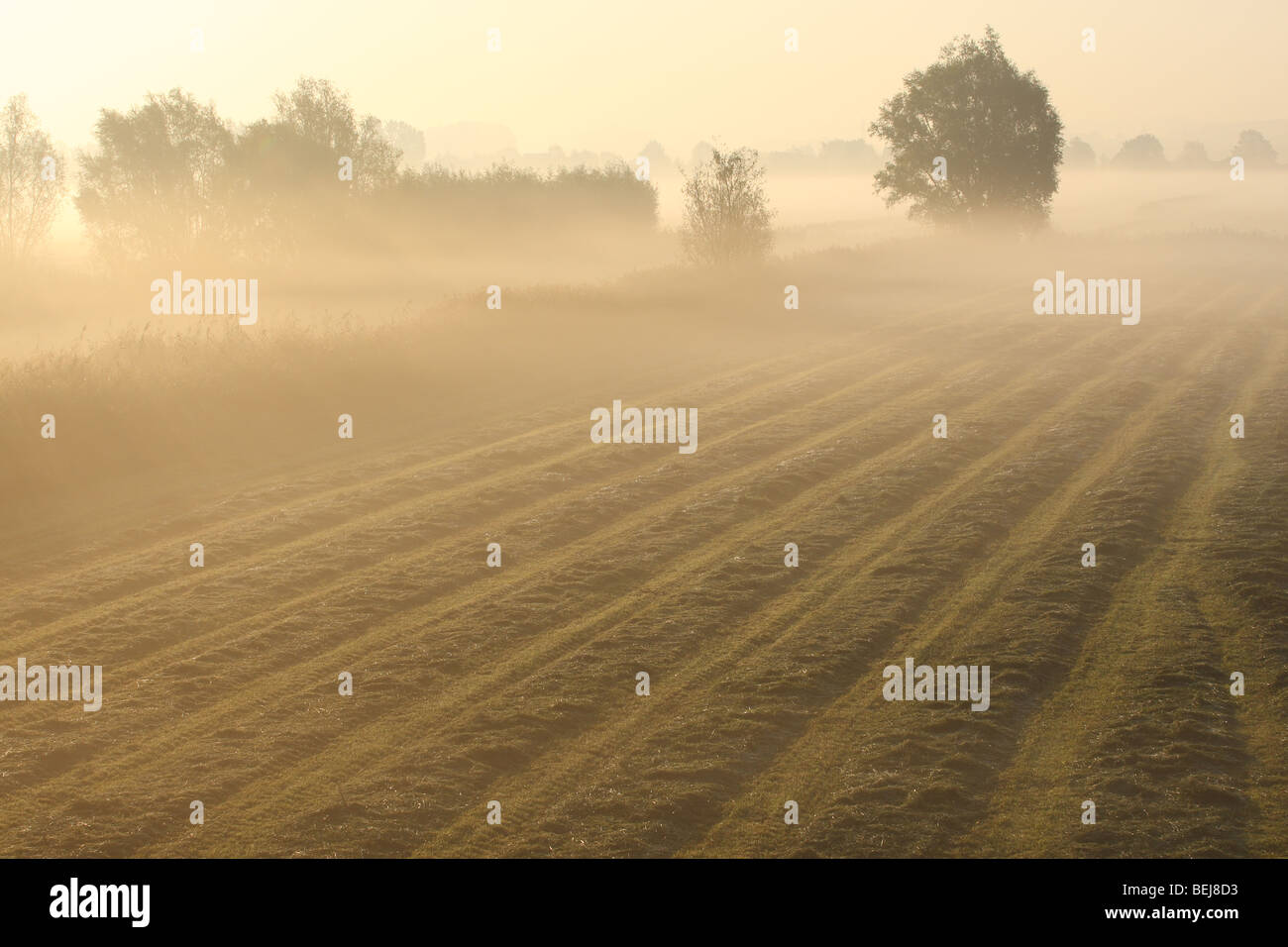 Mist field hi-res stock photography and images - Alamy