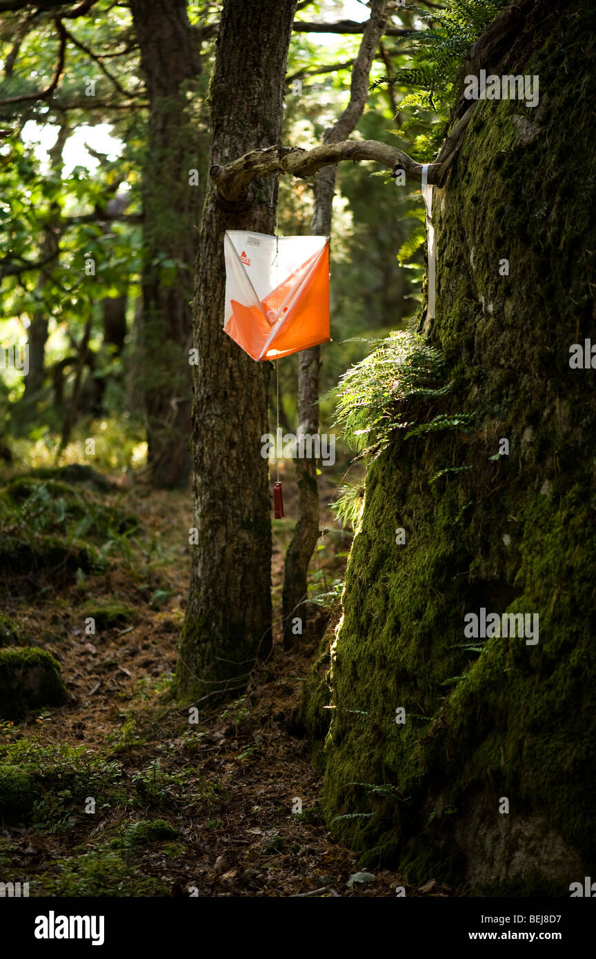 orientation mark in forest Stock Photo - Alamy