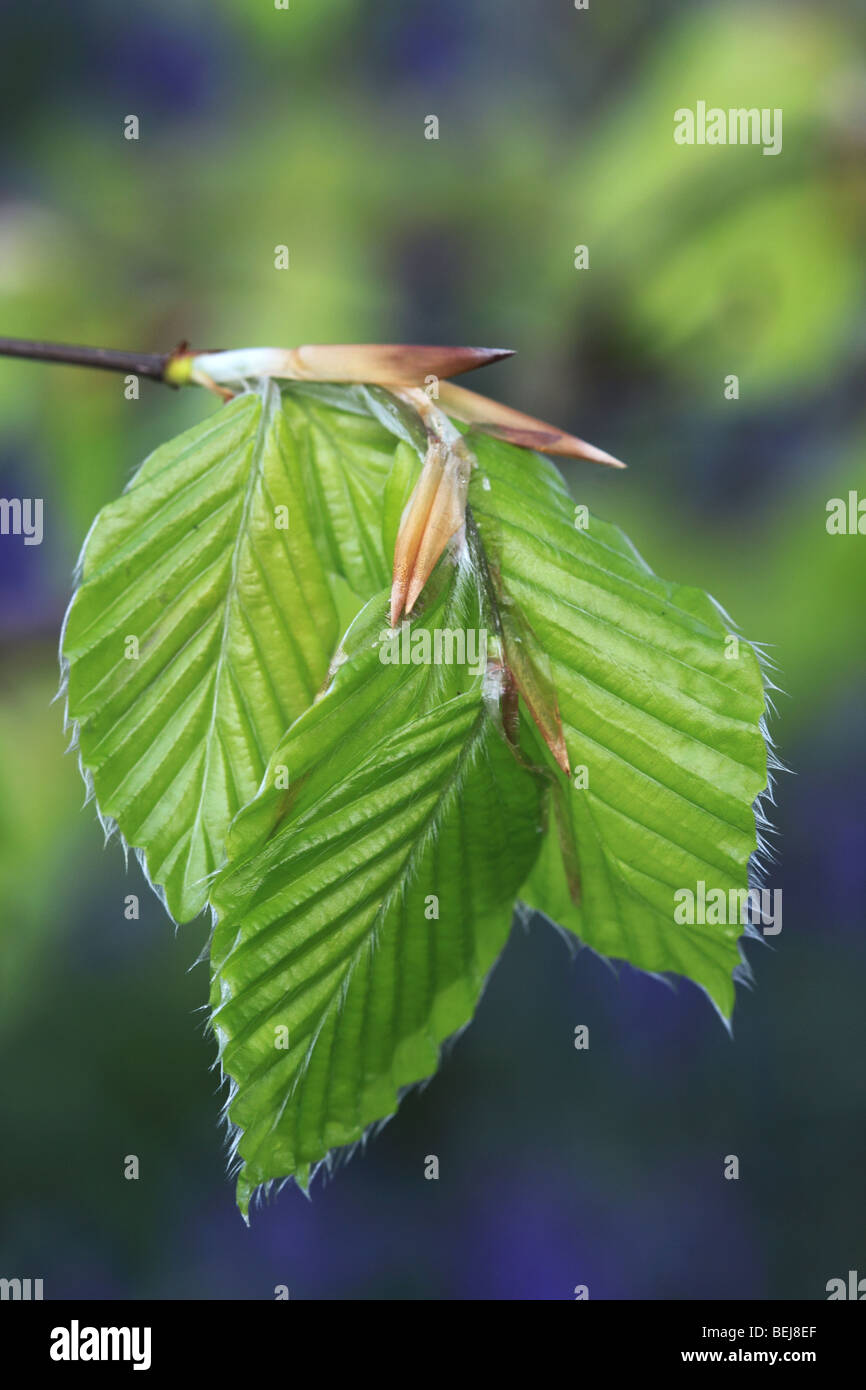 Beech leaf hi-res stock photography and images - Alamy