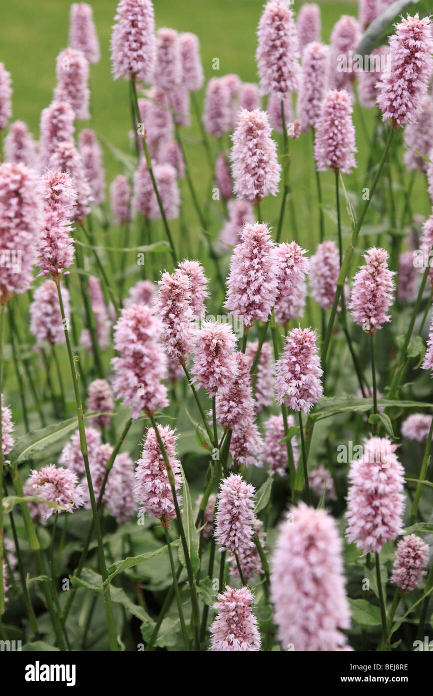 Common Bistwort (Persicaria Bistorta), England, UK Stock Photo - Alamy