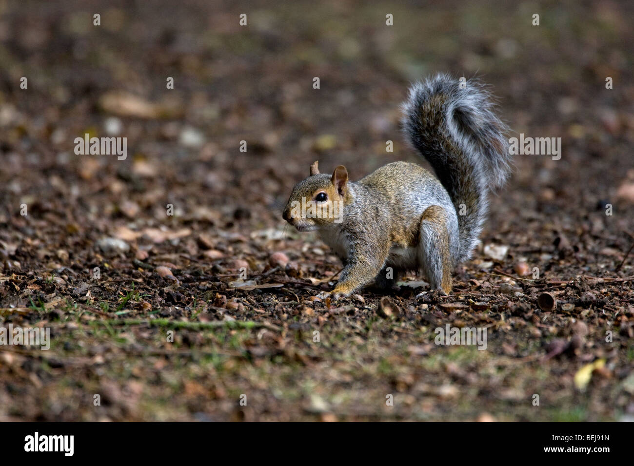 Squirrels collecting nuts hi-res stock photography and images - Alamy