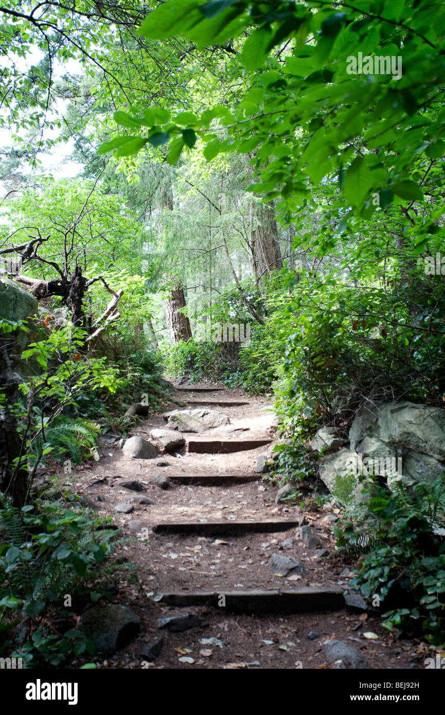Footpath in a forest Stock Photo - Alamy