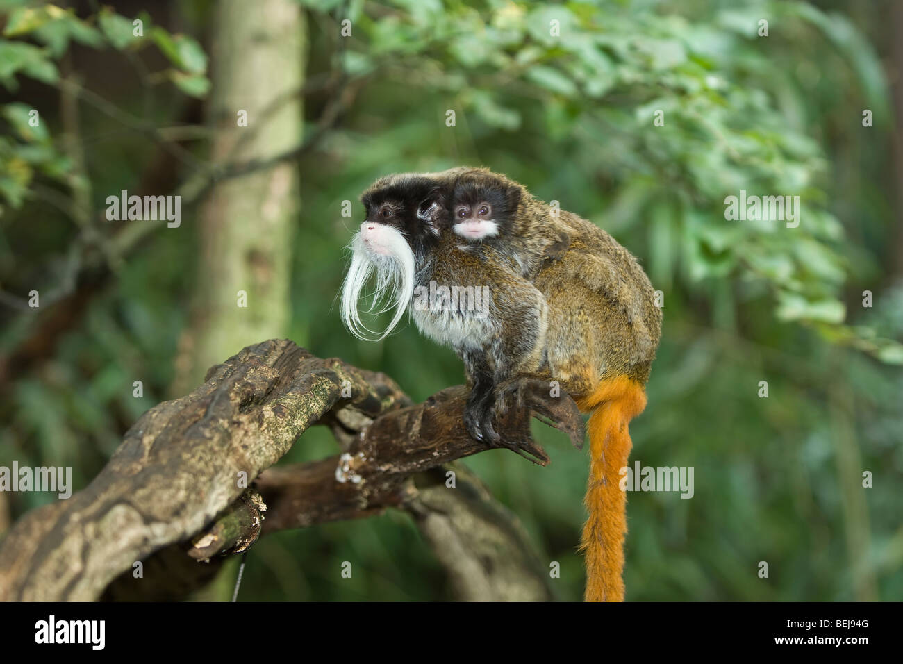 Emperor Tamarin (Saguinus imperator) with a young on the back Stock ...