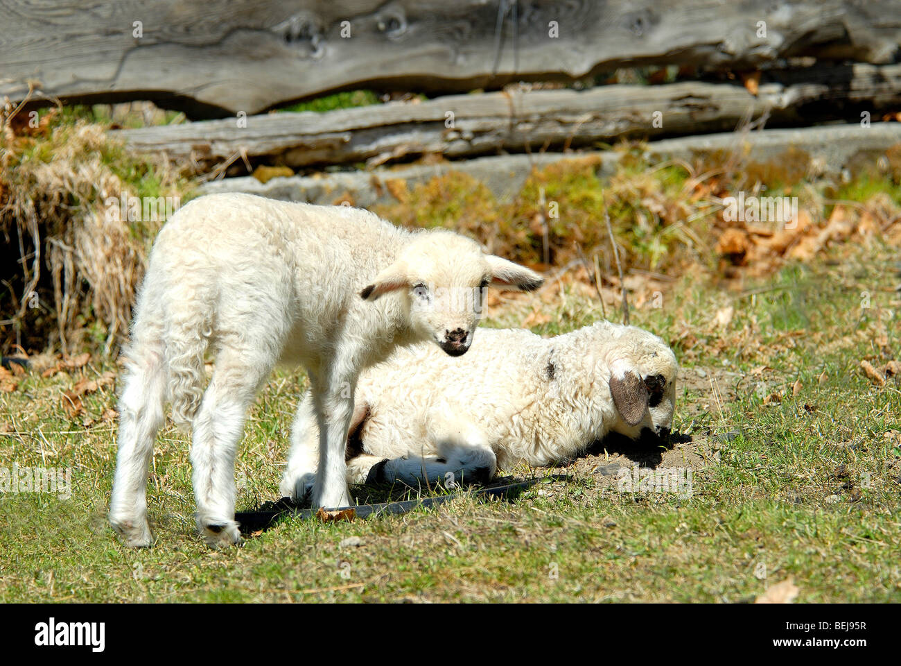 Aosta valley italy sheep hi-res stock photography and images - Alamy