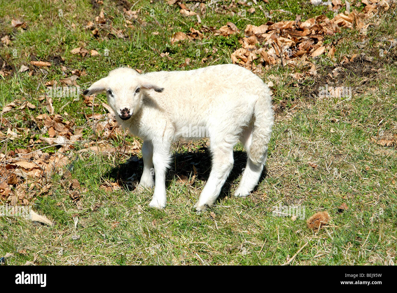 Aosta valley italy sheep hi-res stock photography and images - Alamy