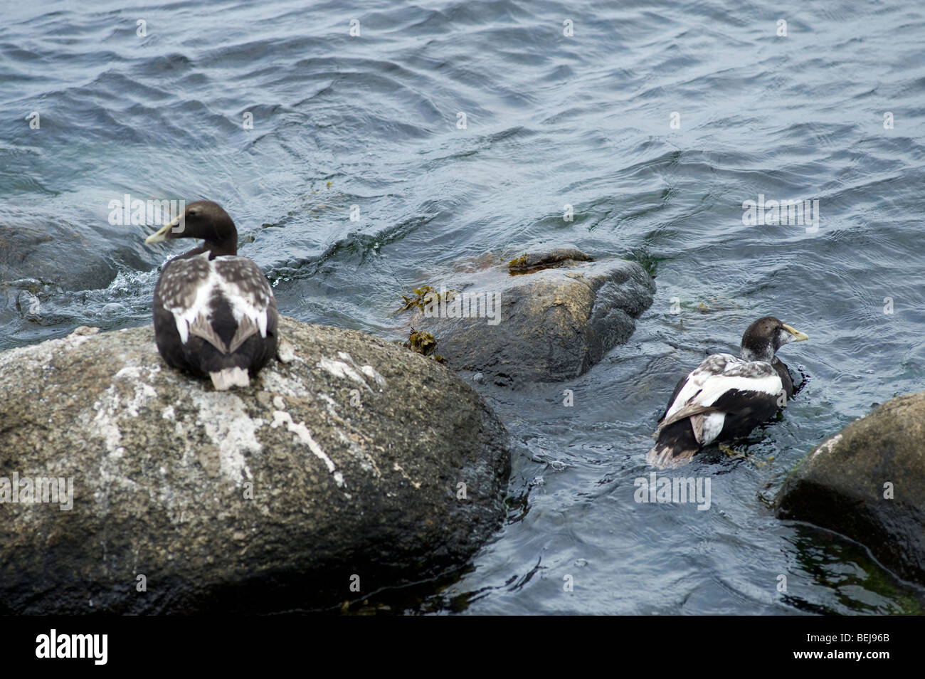 Eider sea duck resting Stock Photo - Alamy