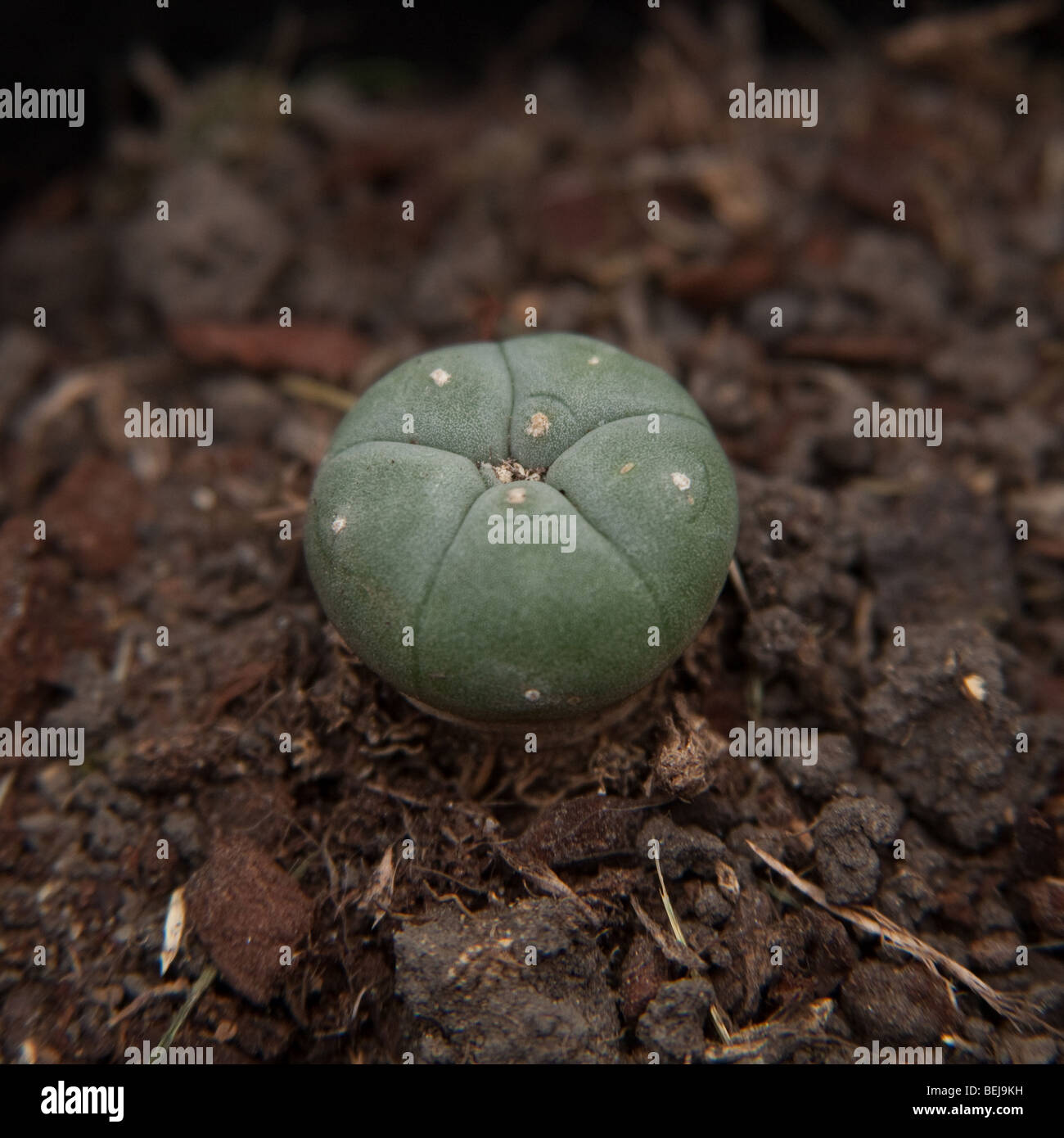 Peyote cactus Lophophora williamsii, or Mescal button. used as a ...