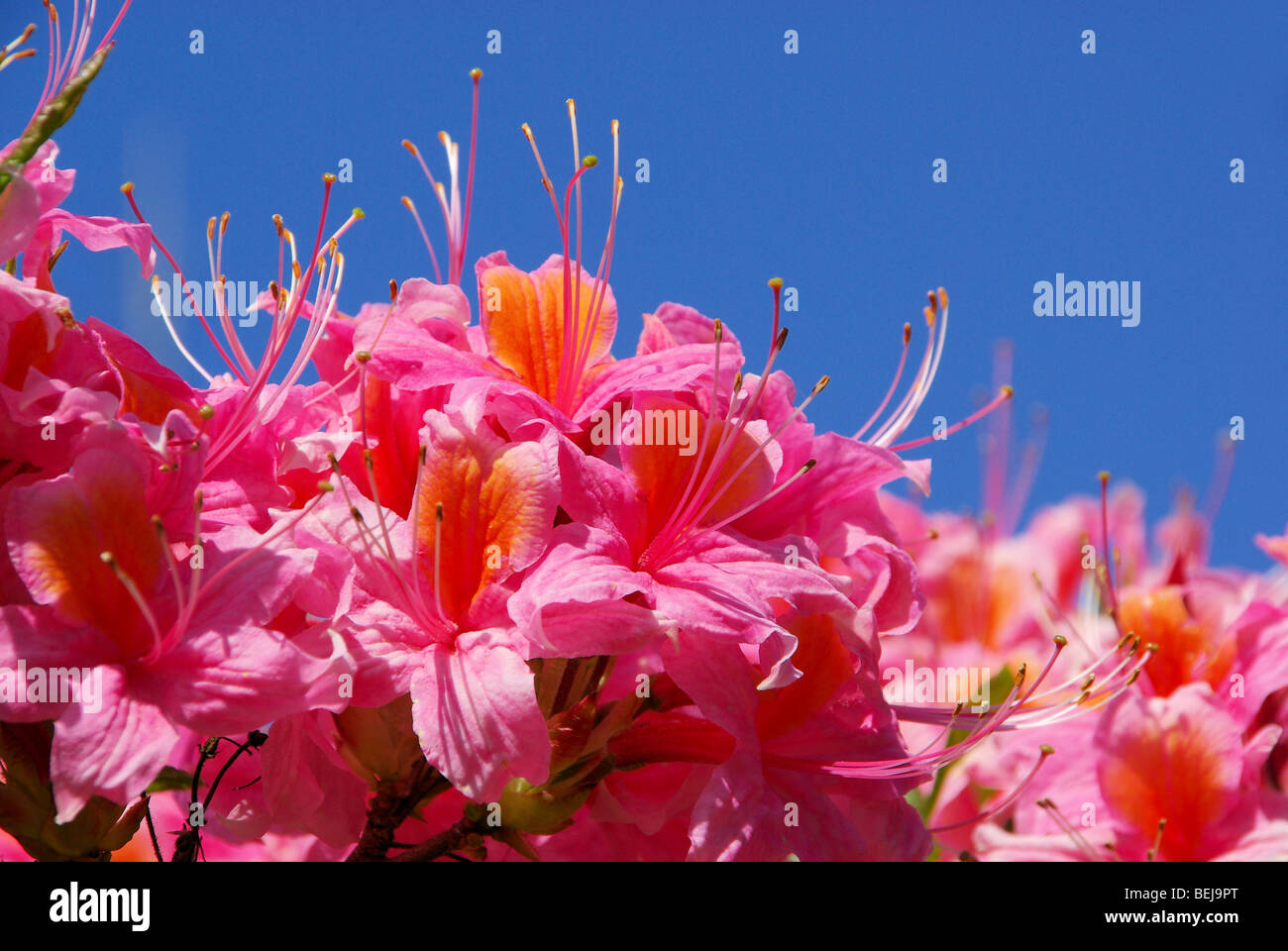 Azalee hi-res stock photography and images - Alamy