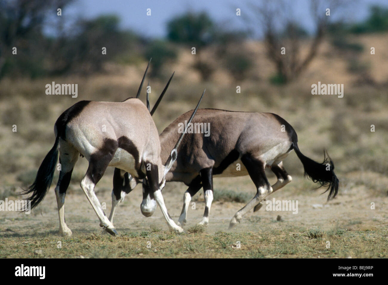 Two gemsbok males fighting (Oryx gazella gazella) in the Kalahari ...