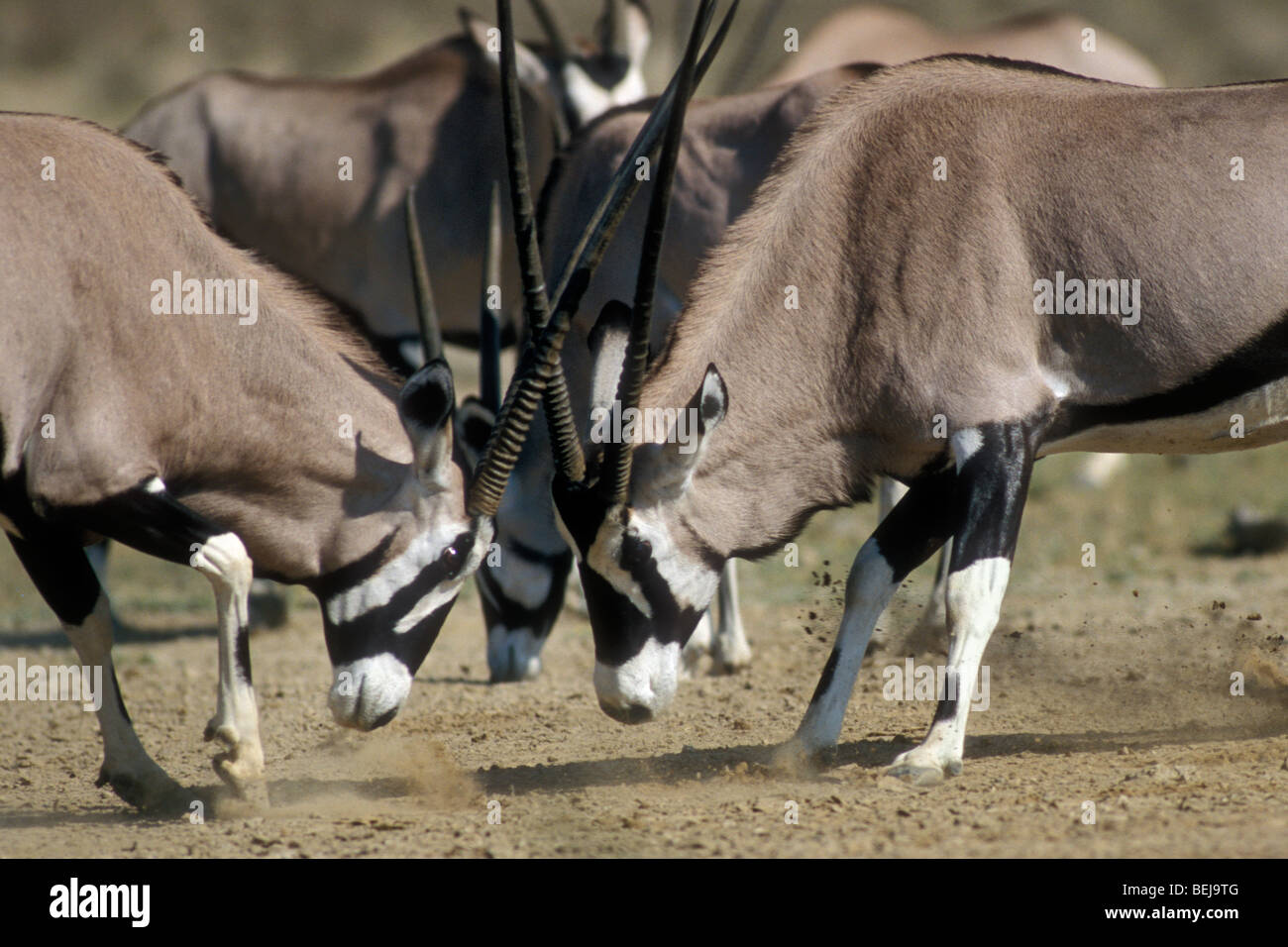 Two gemsbok males fighting (Oryx gazella gazella) in the Kalahari ...