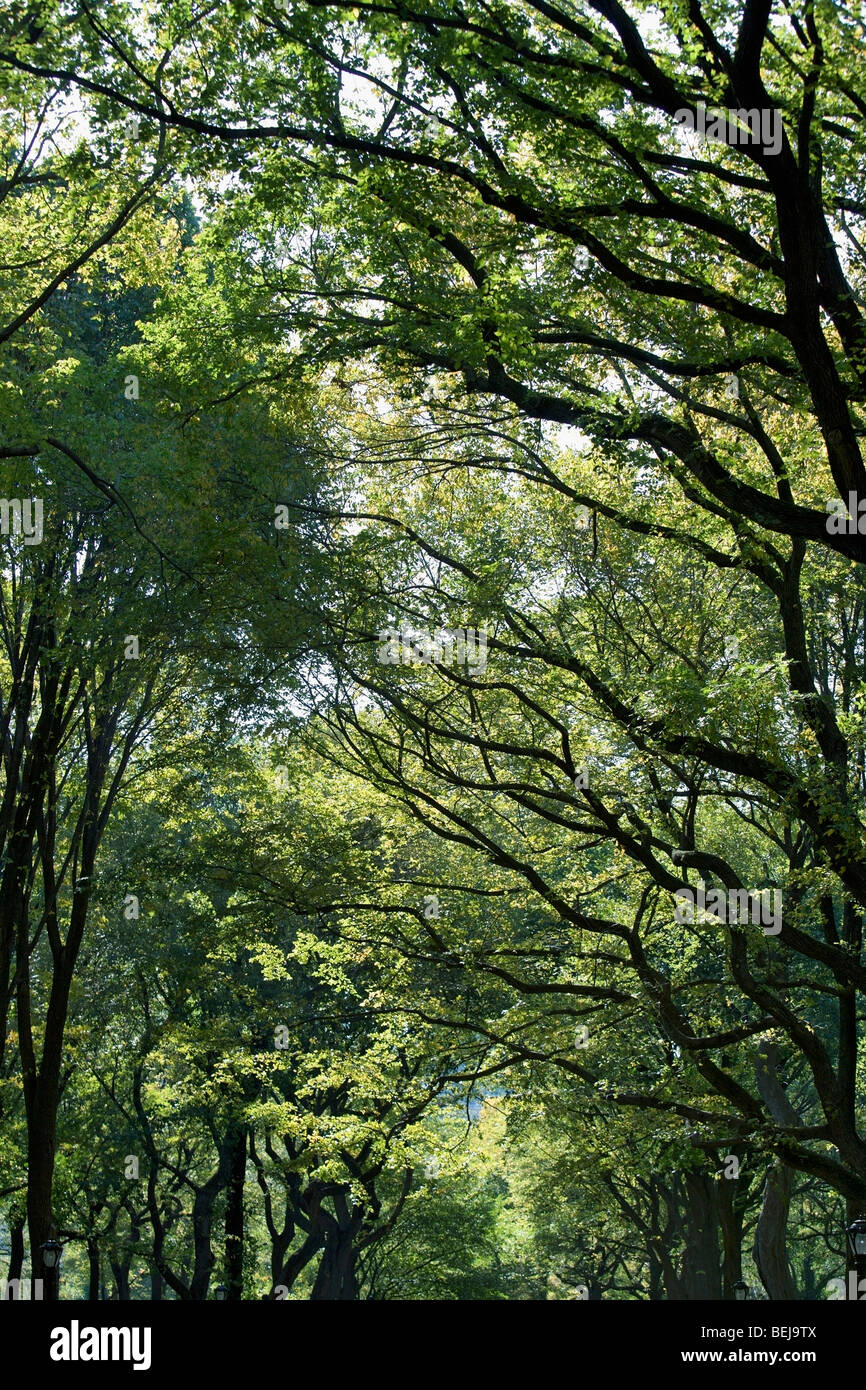 Low angle view of trees Stock Photo - Alamy