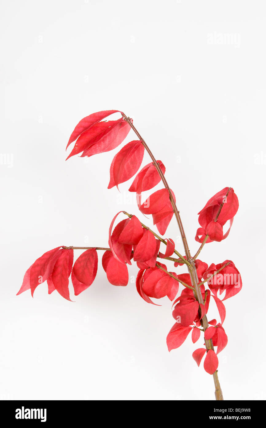 Euonymus Alatus "Big Winged Burning Bush Stock Photo - Alamy